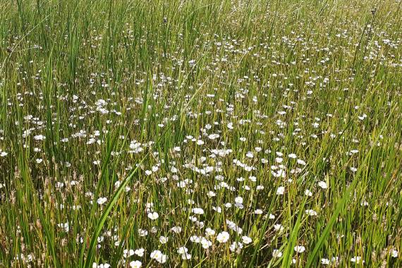 La gestion des milieux naturels - Maison de l'Estuaire