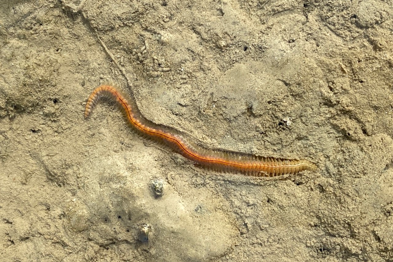 Le milieu marin - Maison de l'Estuaire