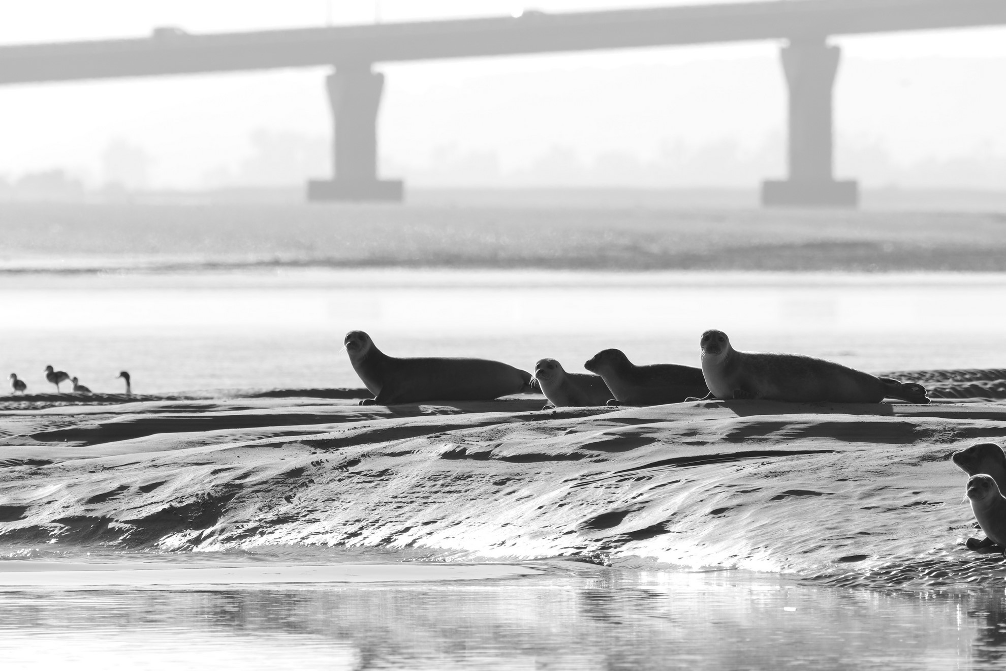 Le milieu marin - Maison de l'Estuaire