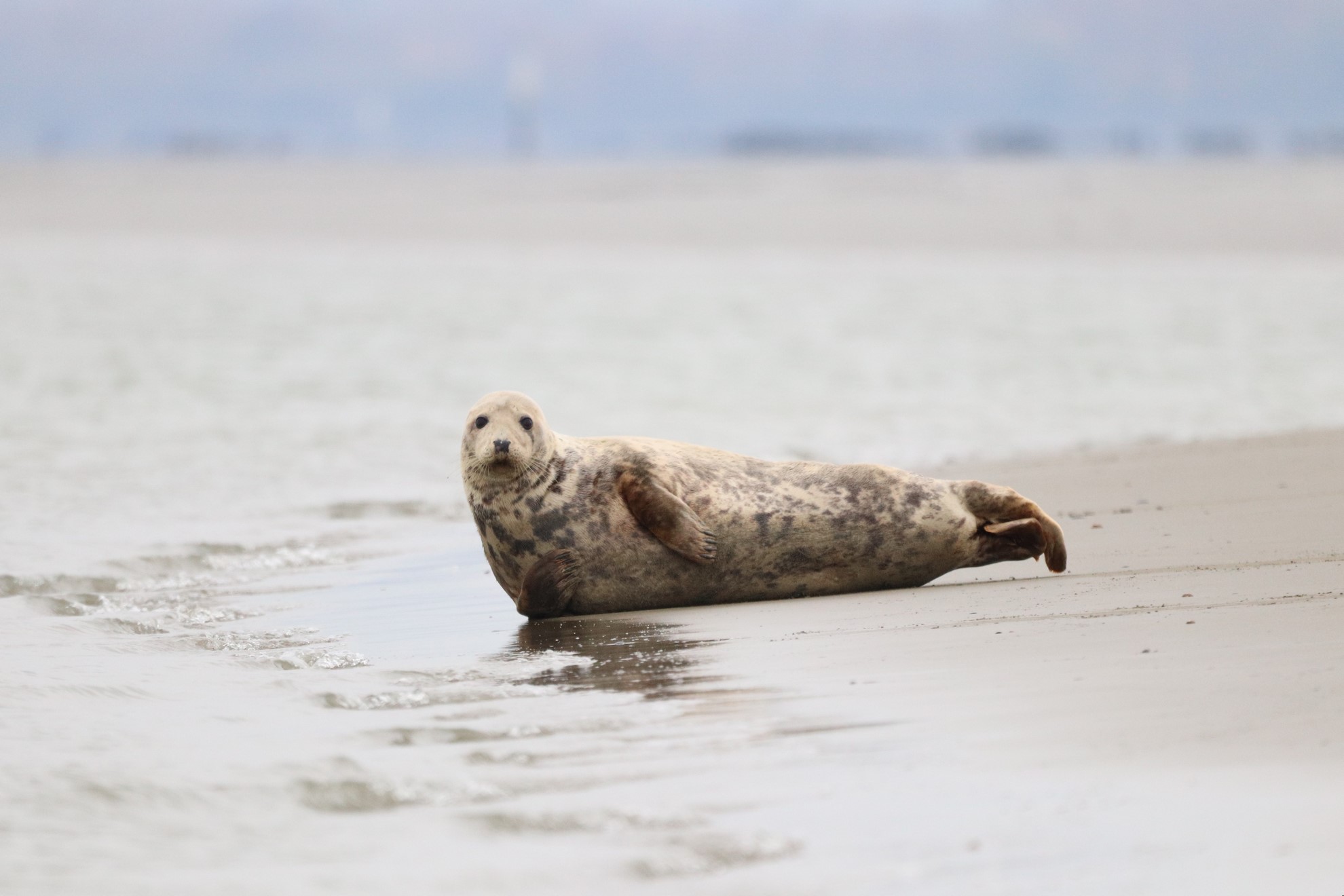 Le milieu marin - Maison de l'Estuaire