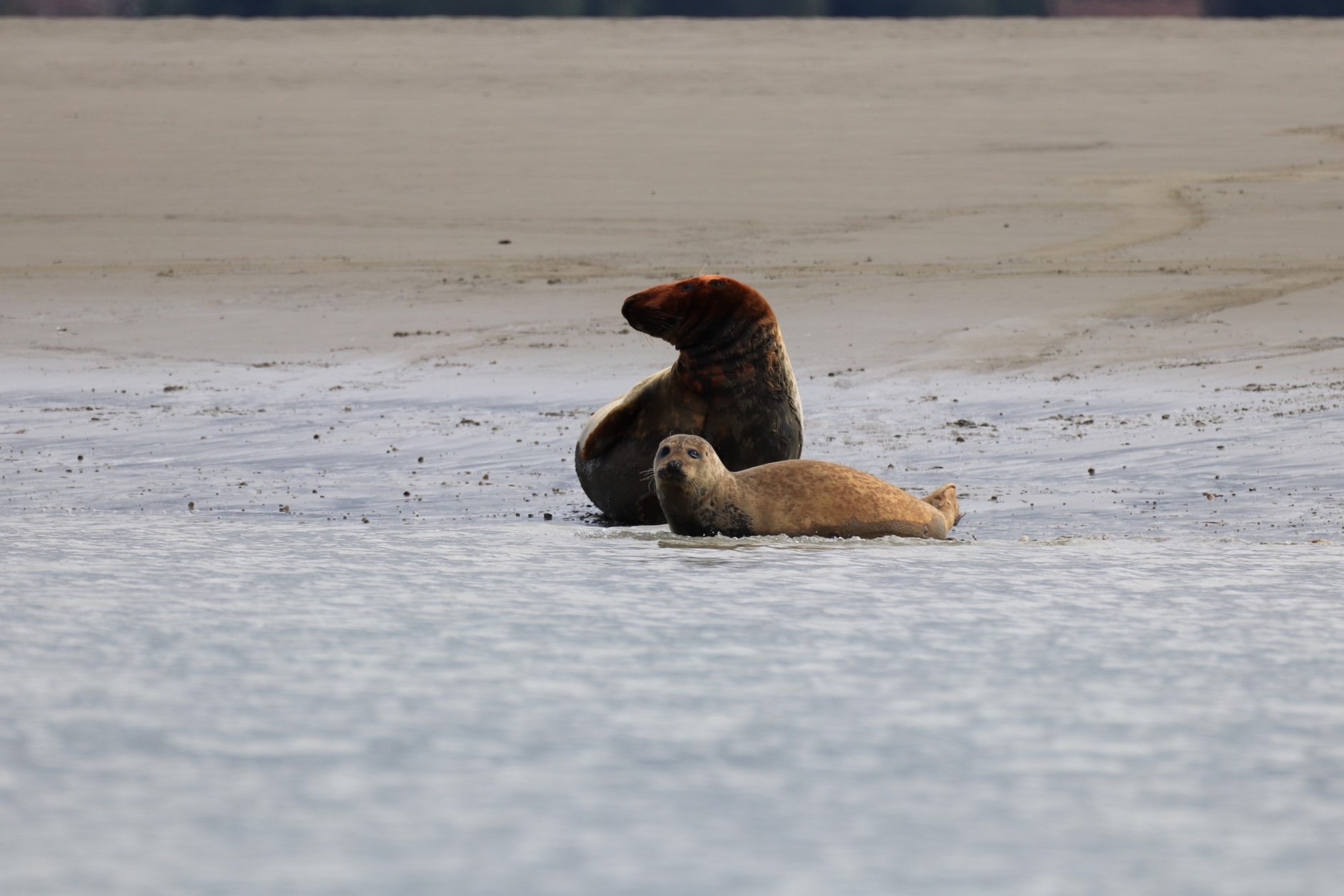Album photographique de la Réserve Naturelle de l'Estuaire de la Seine ...
