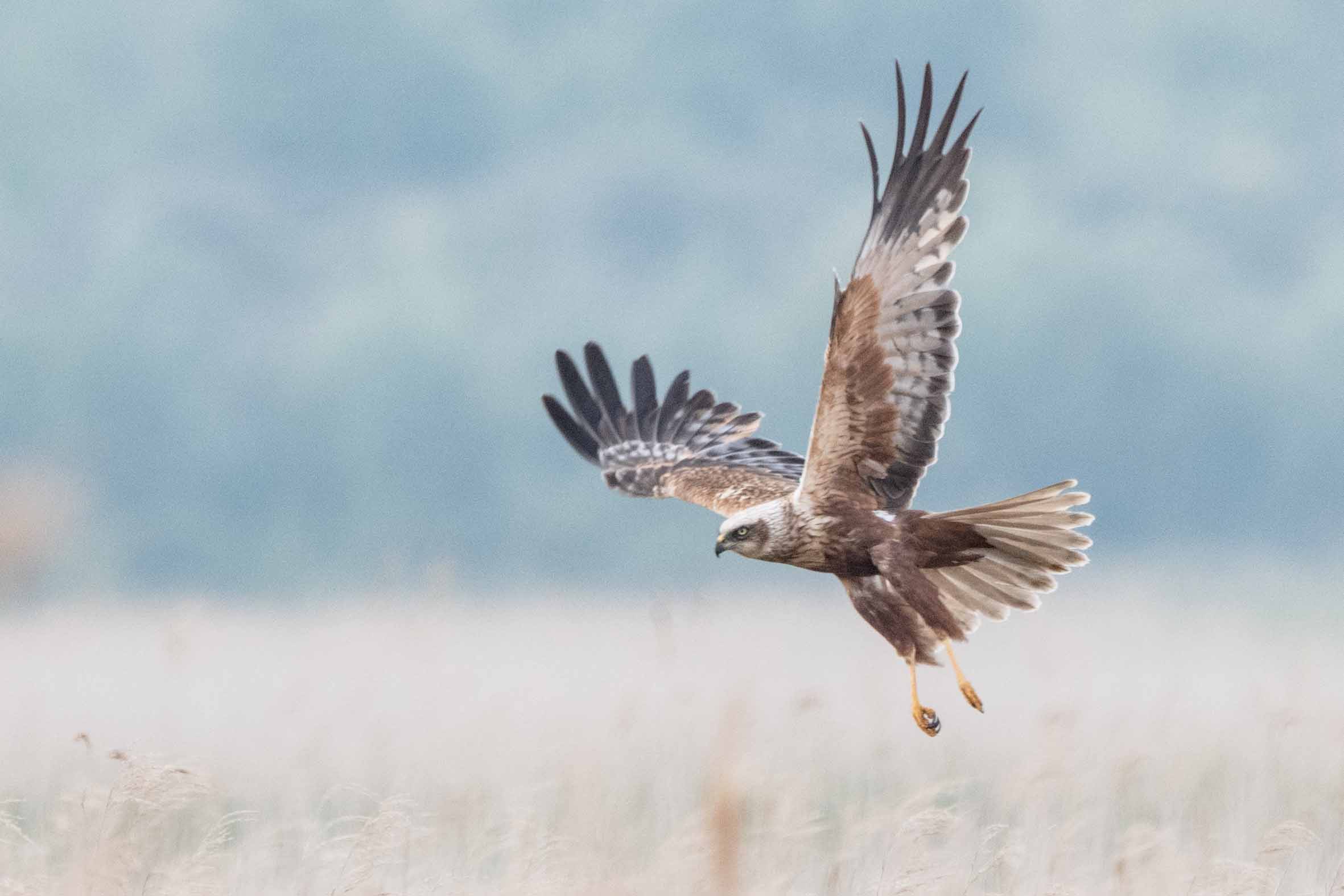 Les suivis scientifiques - Maison de l'Estuaire
