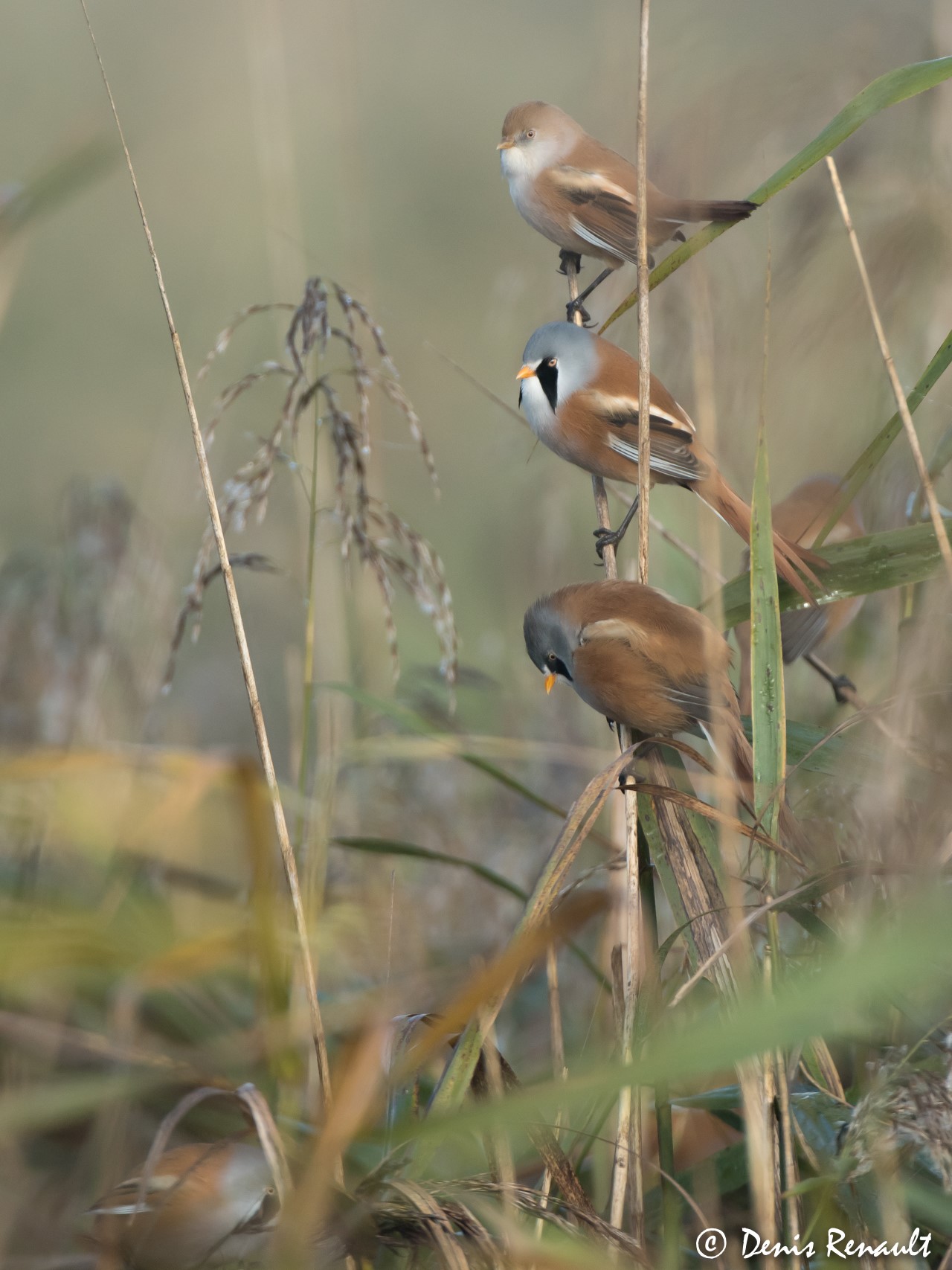 Album photographique de la Réserve Naturelle de l'Estuaire de la Seine ...