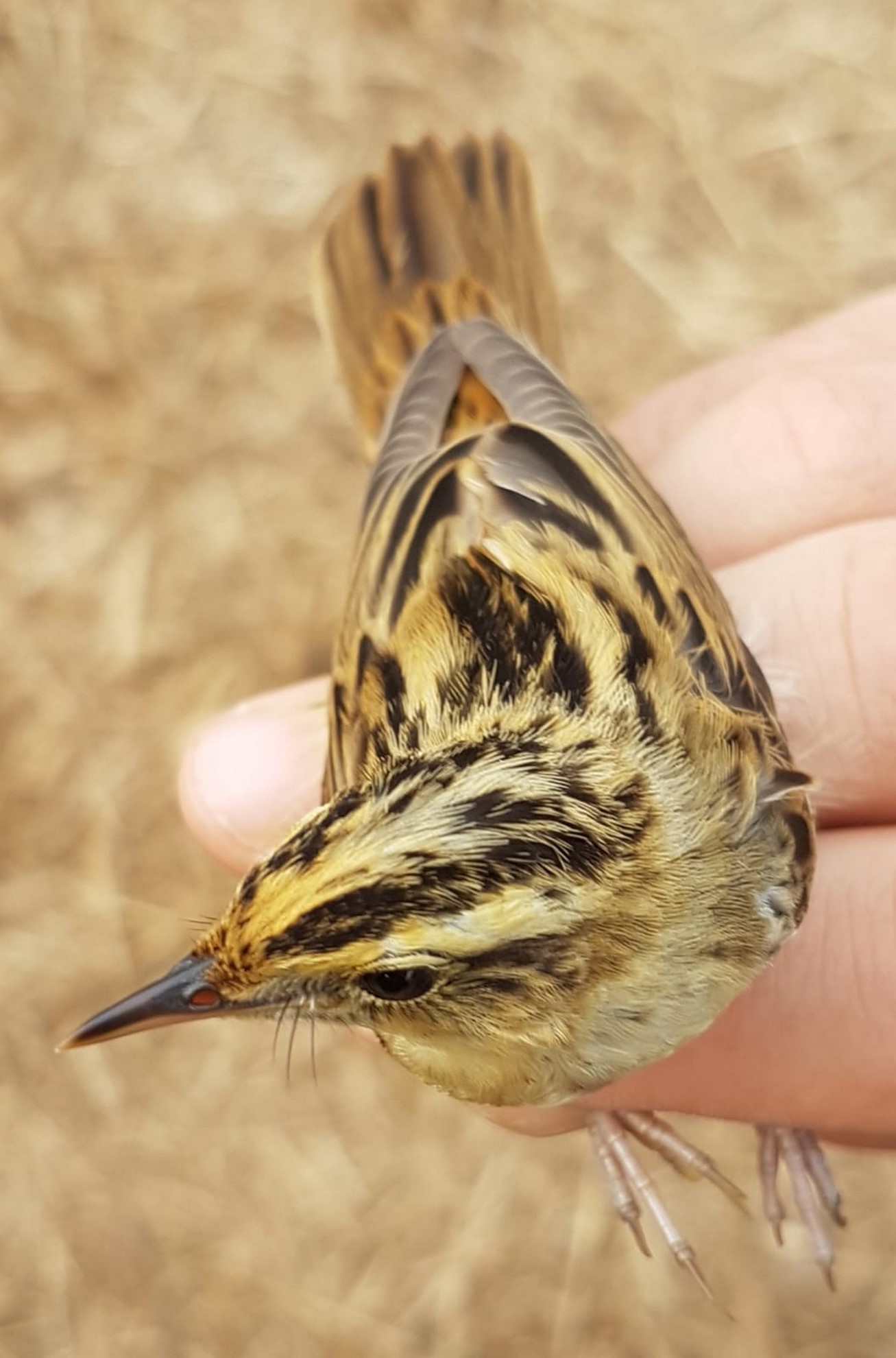 Album photographique de la Réserve Naturelle de l'Estuaire de la Seine ...