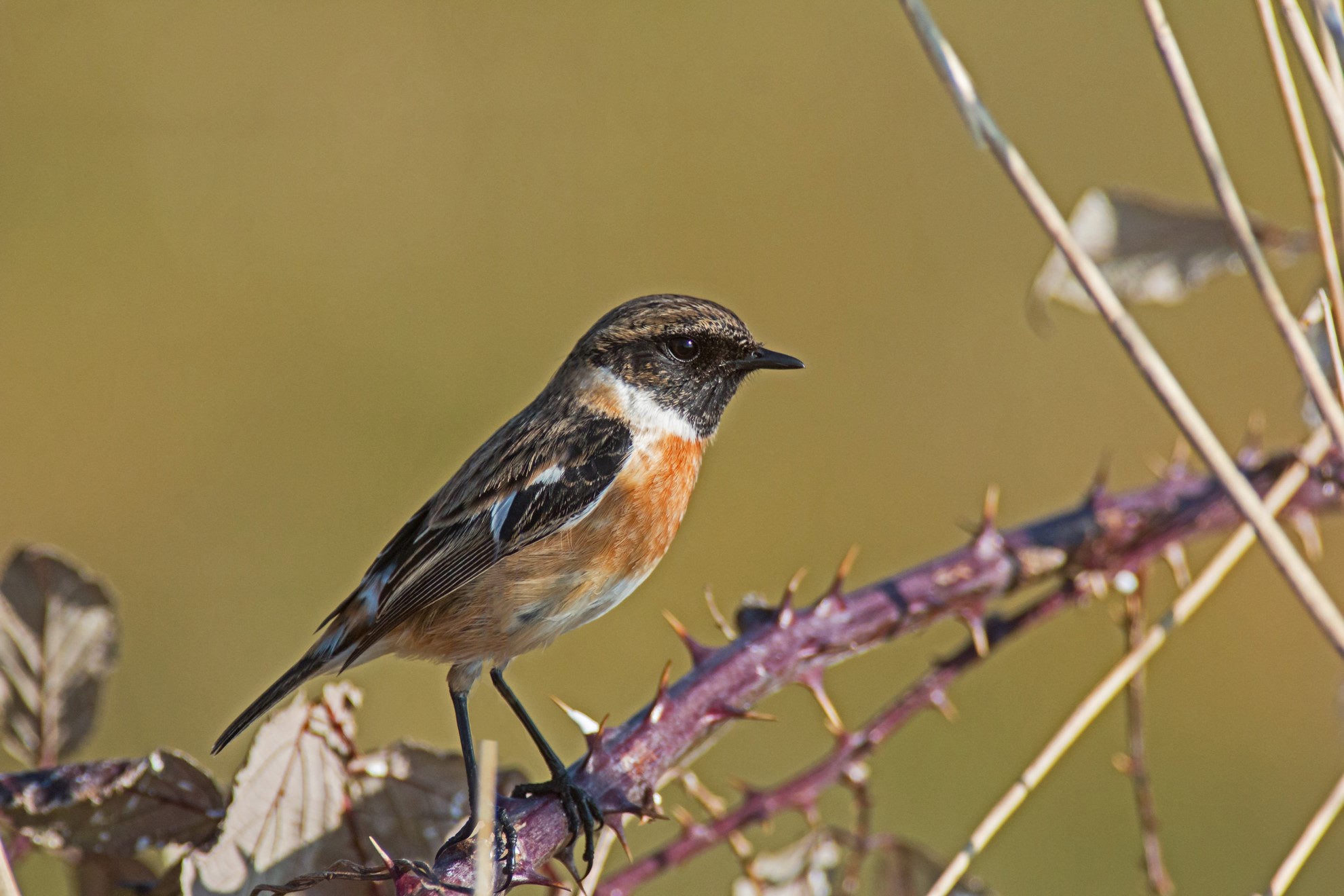 Les marais endigués - Maison de l'Estuaire