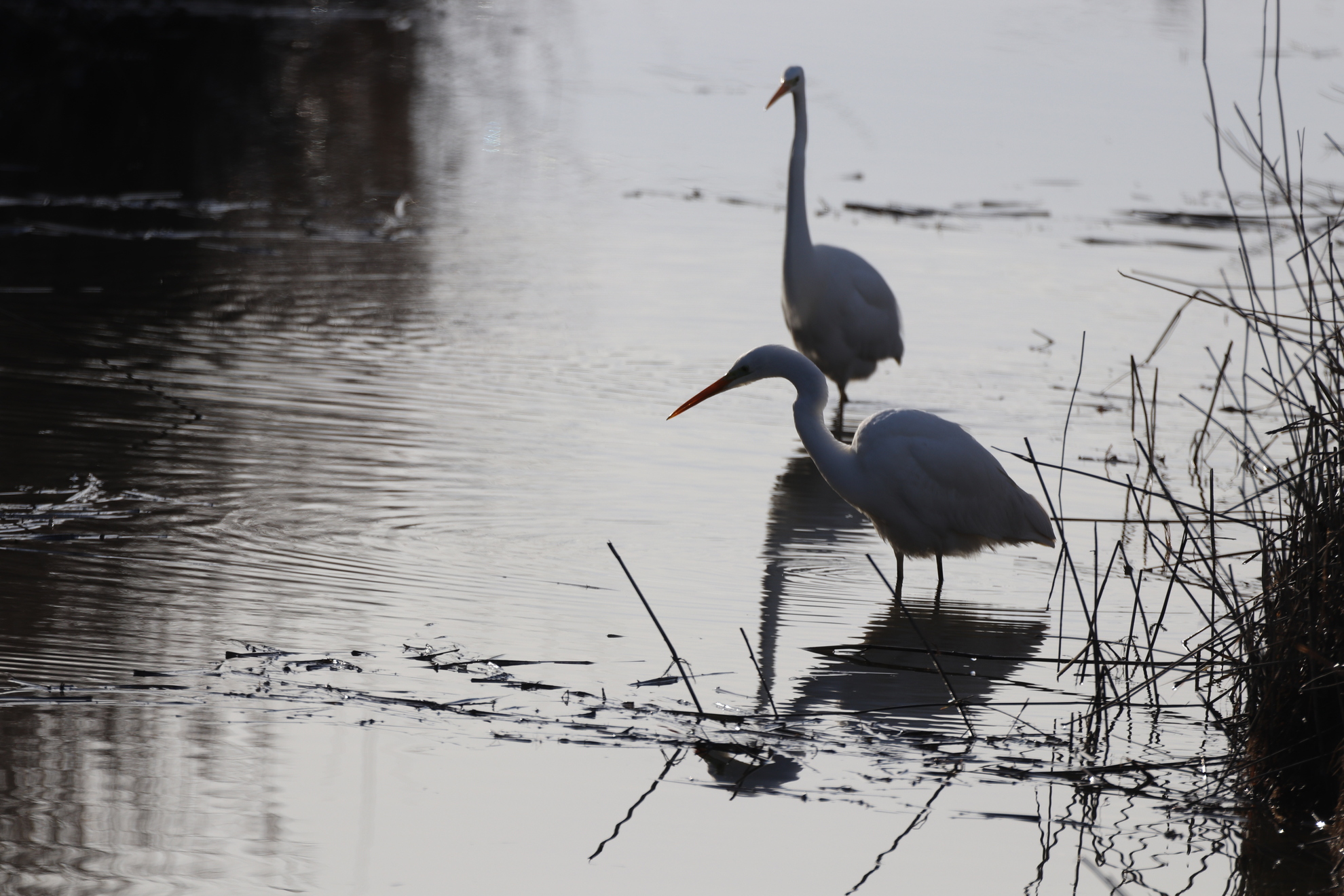 Les marais non endigués - Maison de l'Estuaire